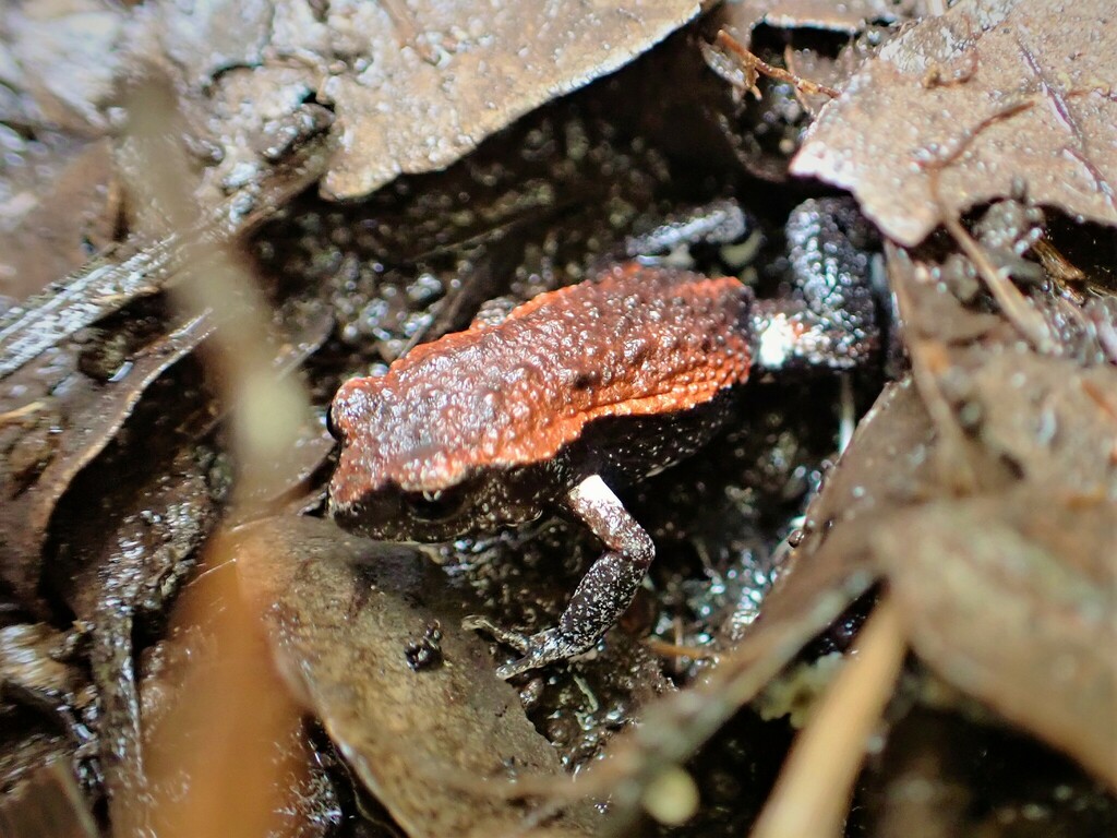 red-backed toadlet from Running Creek QLD 4287, Australia on December 4 ...