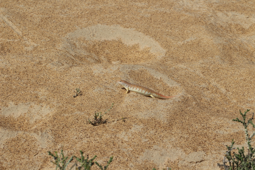 Eastern Skink from Jižní aš-Šarkíja, Omán on October 12, 2015 at 07:02 ...