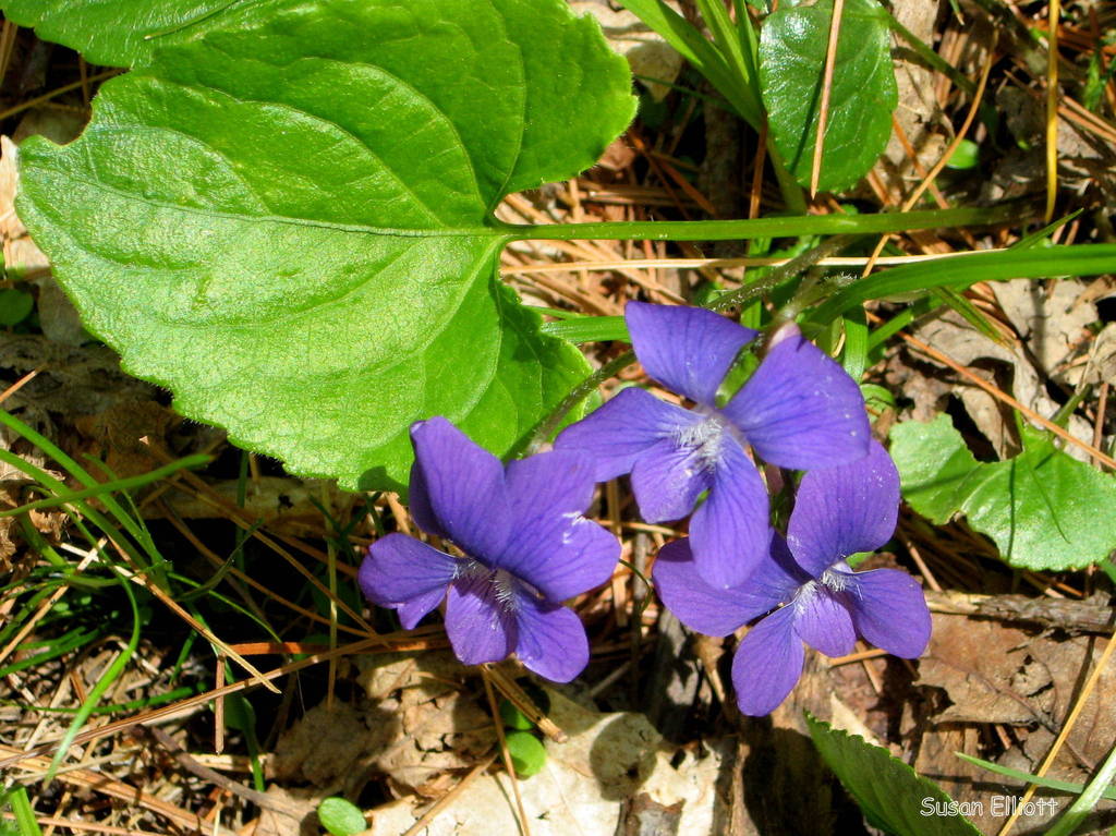 Northern Woodland Violet (Viola septentrionalis) - Botanical Realm