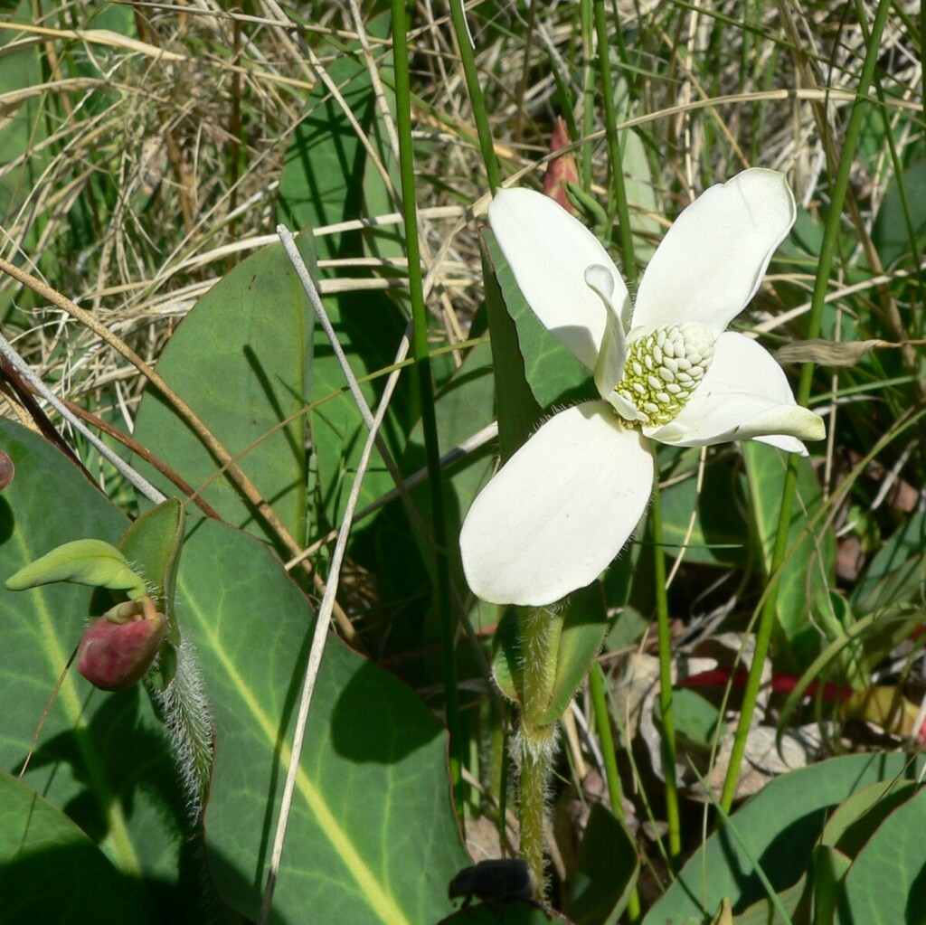 Yerba Mansa from Clark County, NV, USA on May 3, 2005 at 08:16 AM by ...