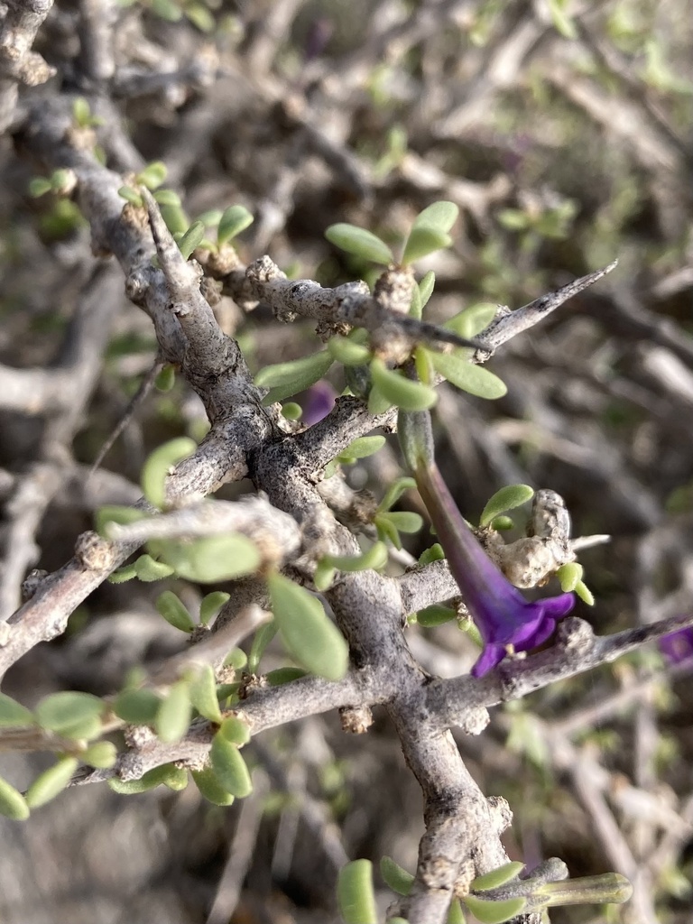 Southern Boxthorn (Lycium intricatum) - Botanical Realm