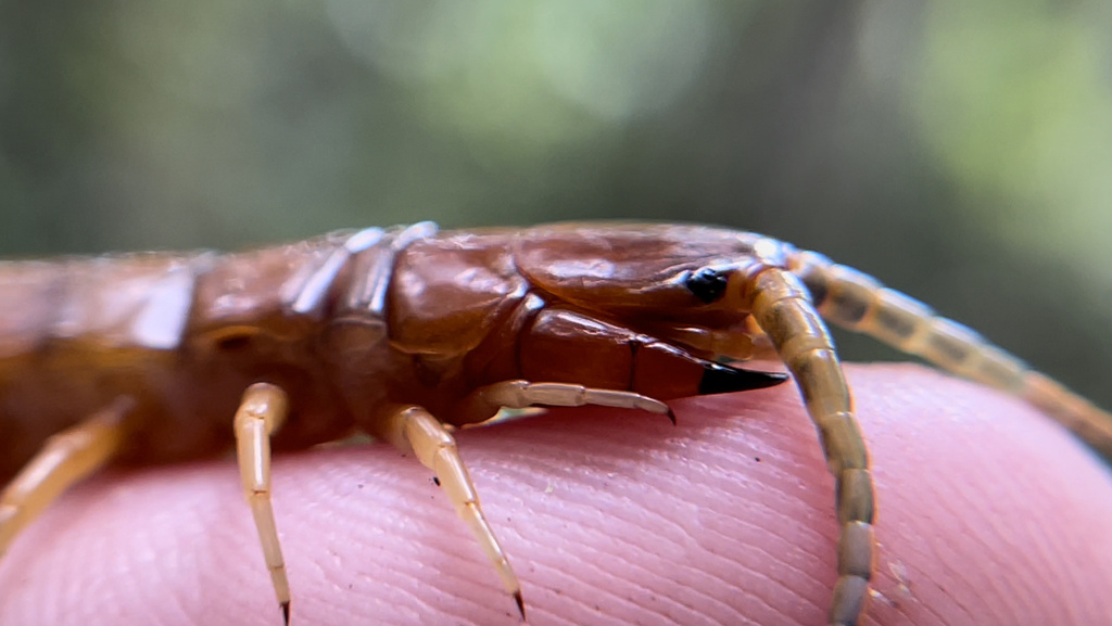 Caribbean Giant Centipede in December 2022 by jacksworldofwildlife ...