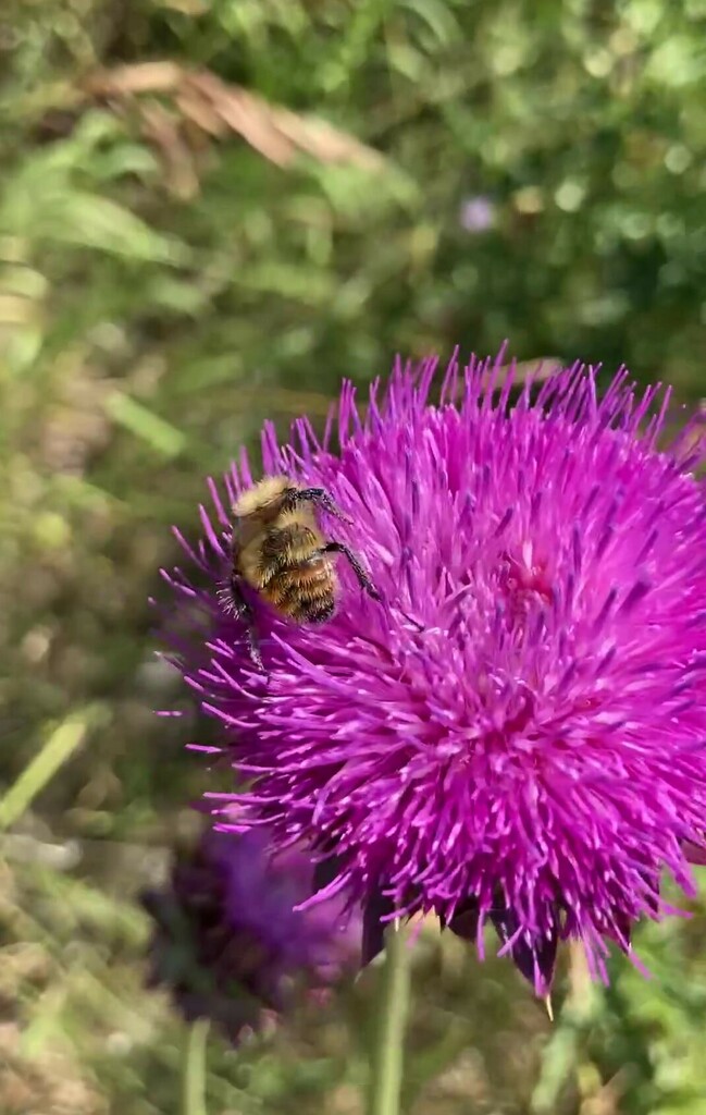 Great Basin Bumble Bee from Southwest Calgary, Calgary, AB, Canada on ...