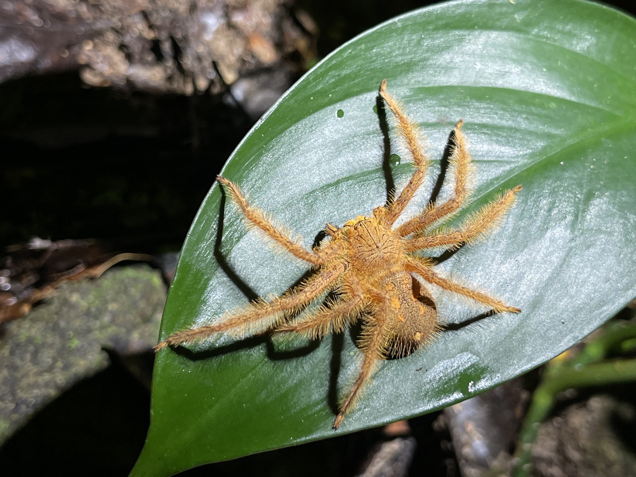 Heteropoda davidbowie Jäger, 2008