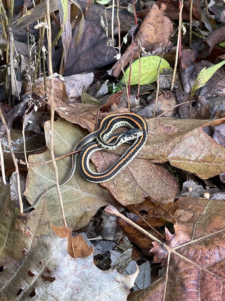 Eastern Garter Snake from W Putman St, Fayetteville, AR, US on December ...