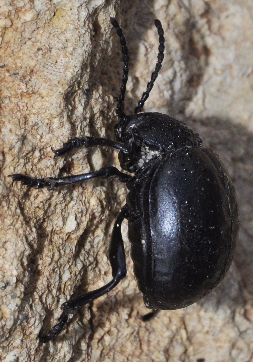 Timarcha intermedia Herrich-Schaeffer, 1838