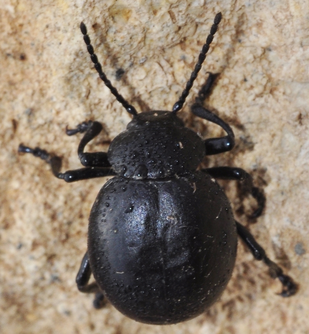 Timarcha intermedia Herrich-Schaeffer, 1838