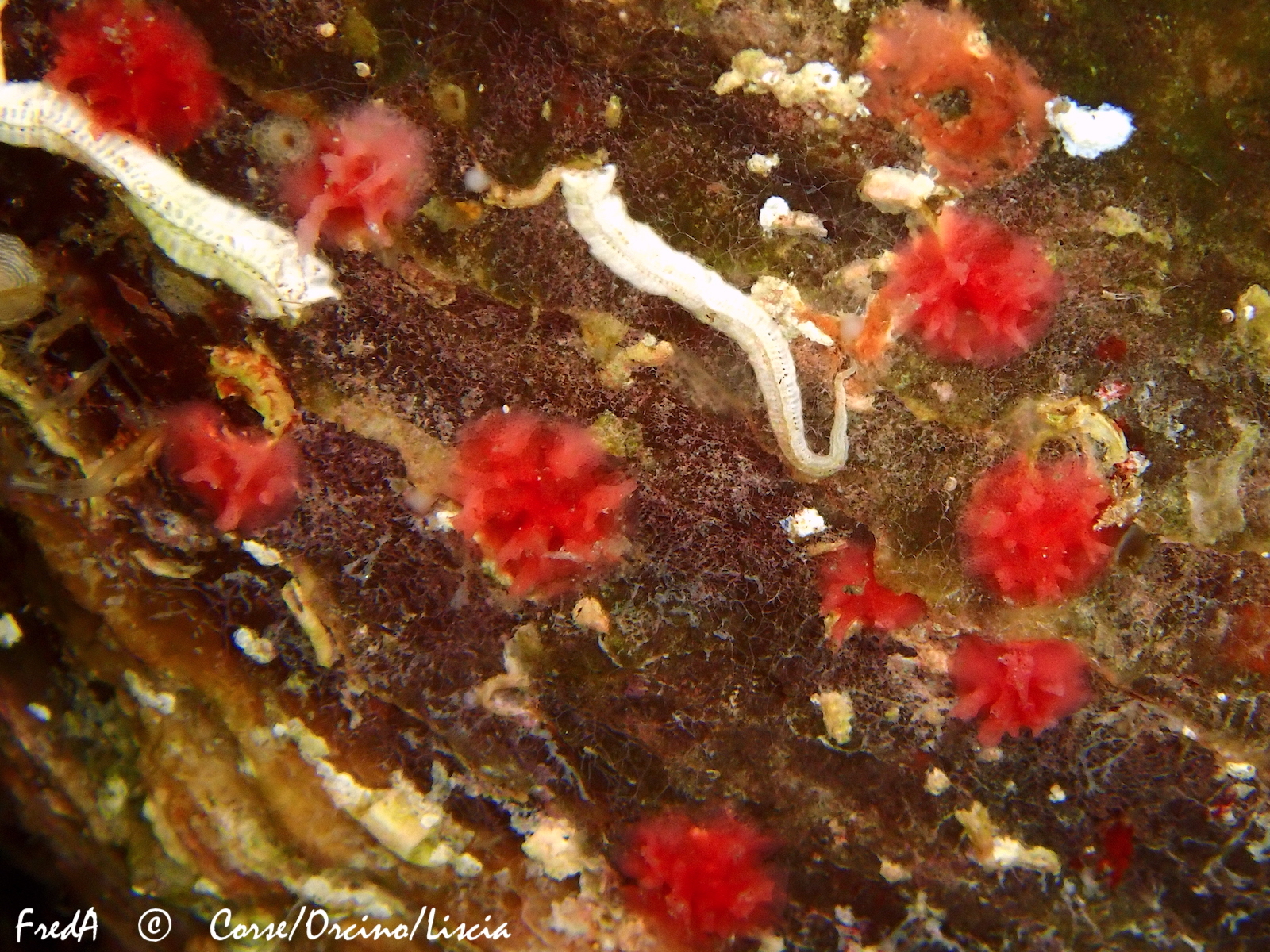 Miniacina miniacea (Pallas, 1766)