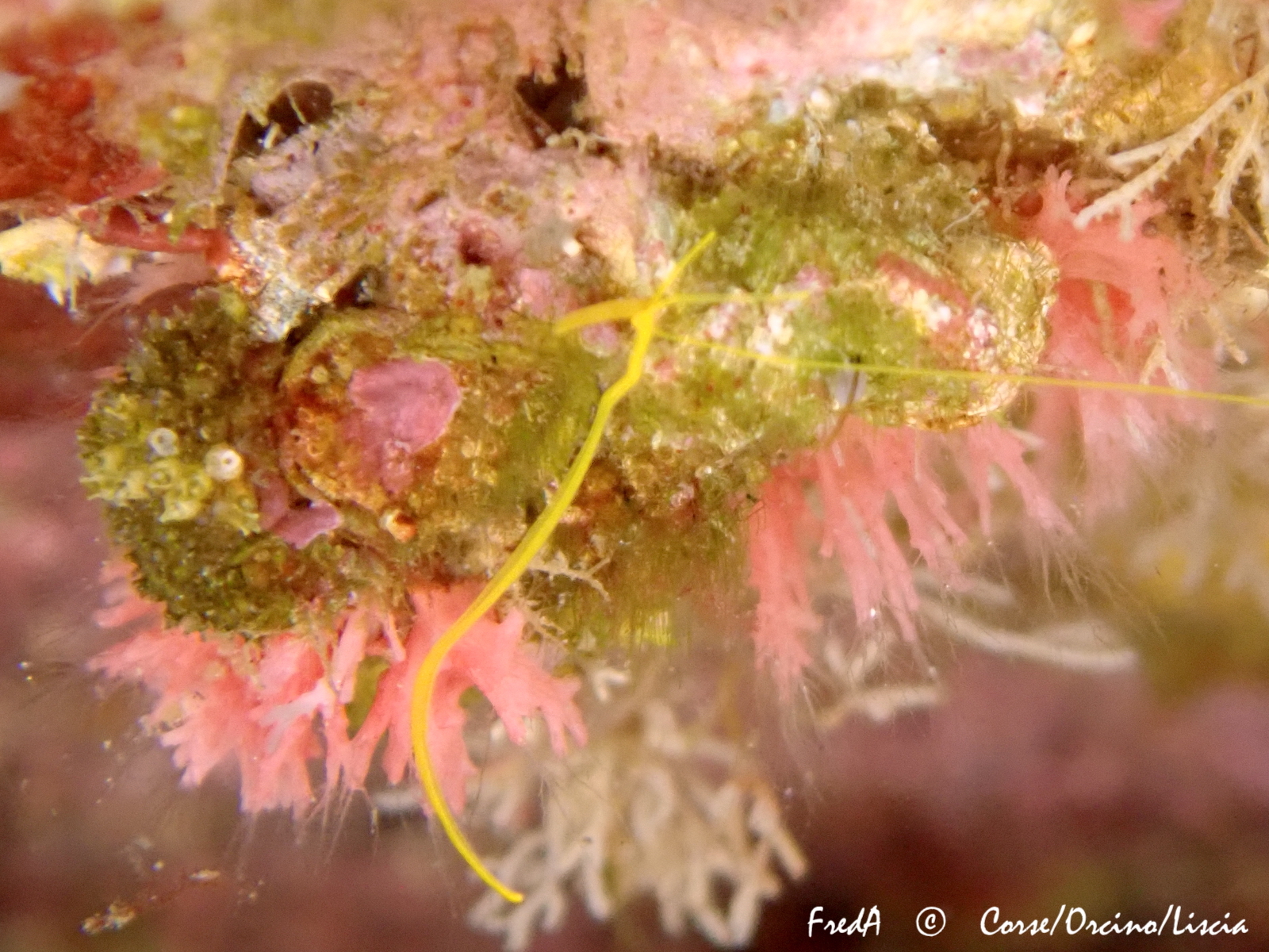 Miniacina miniacea (Pallas, 1766)