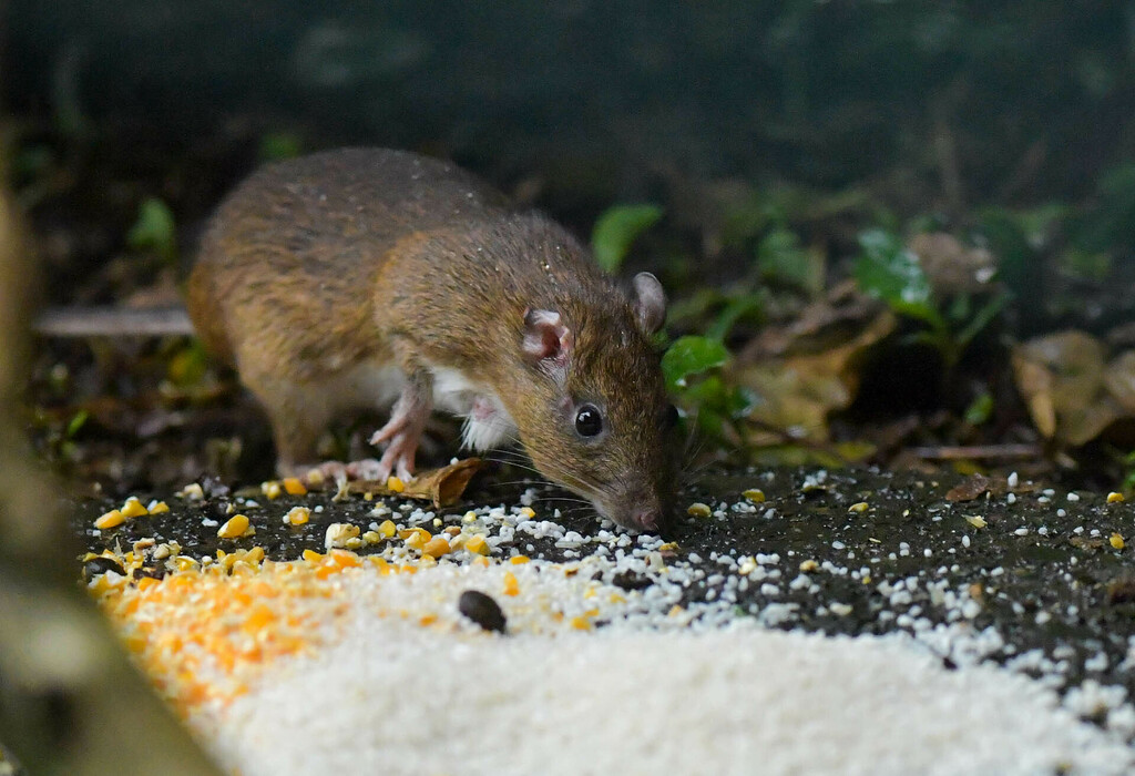 O'Connell's Spiny Rat from Restrepo, Meta, Colombia on December 6, 2022 ...