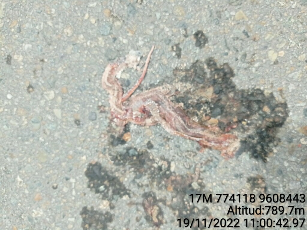 Colubrid Snakes from El Pangui, EC-ZC, EC on November 19, 2022 by ...