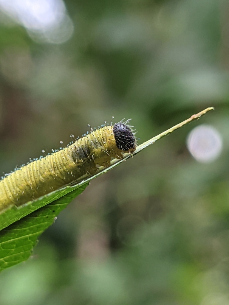 Three-spotted Grass Yellow from Edakkad, Kerala, India on December 8 ...