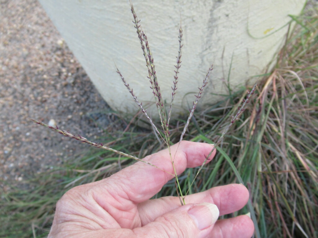 King Ranch bluestem from S, M. Tracy Herbarium, College Station, Brazos ...
