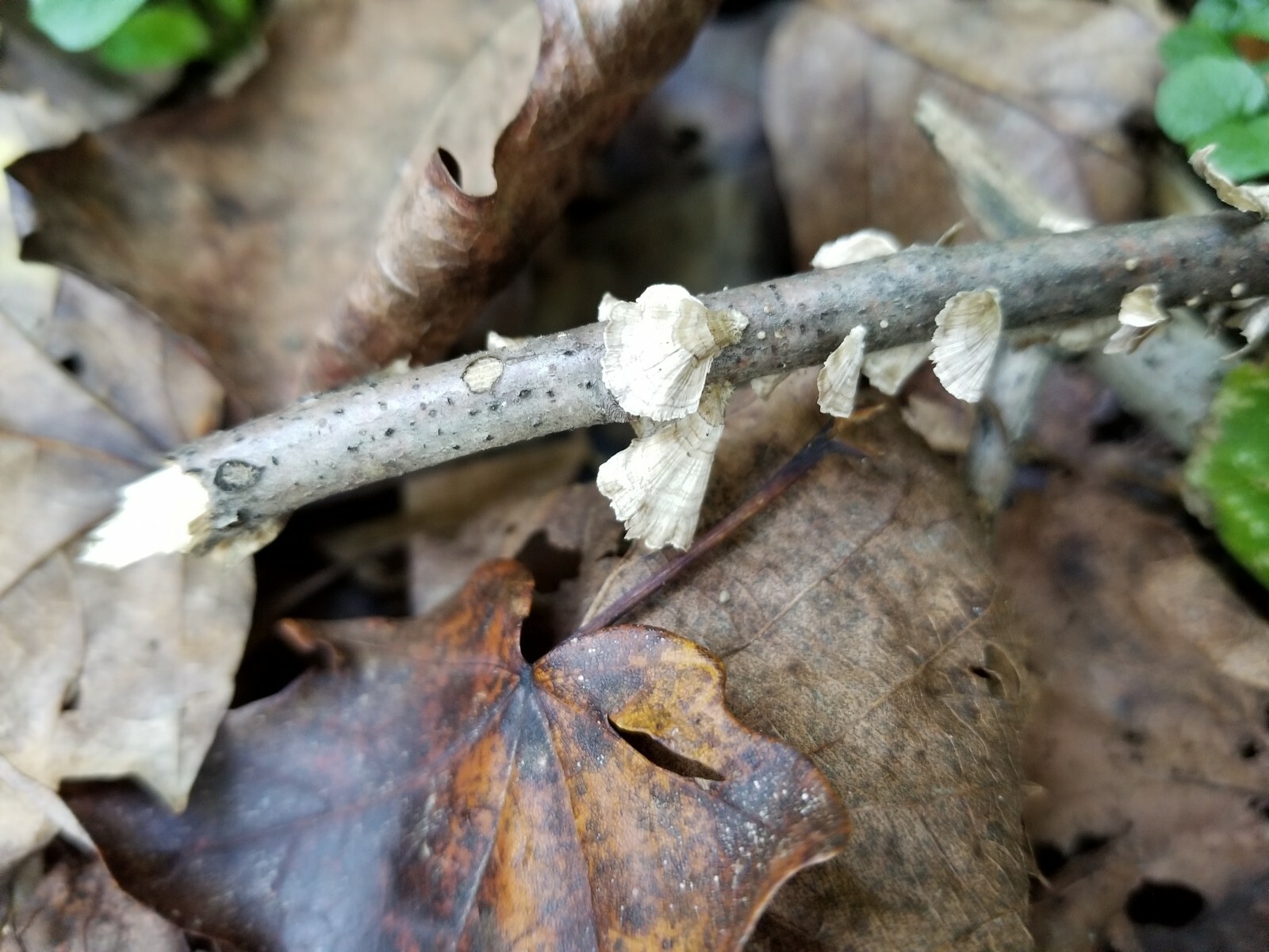 Lecanicillium fungicola (Preuss) Zare & W.Gams