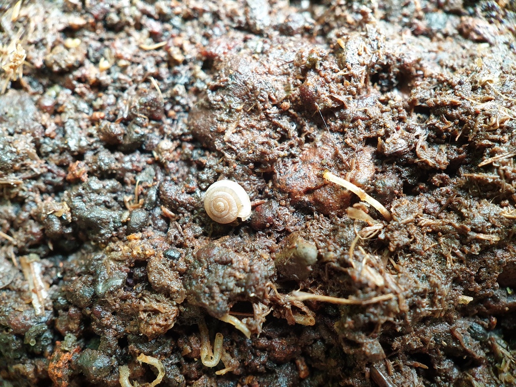 Pinwheel snails from Antipodes Islands Nature Reserve, Antipodes ...