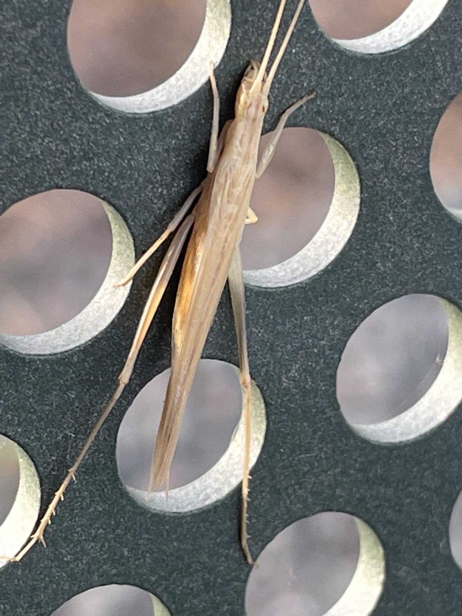 Oecanthus rufescens Serville, 1838