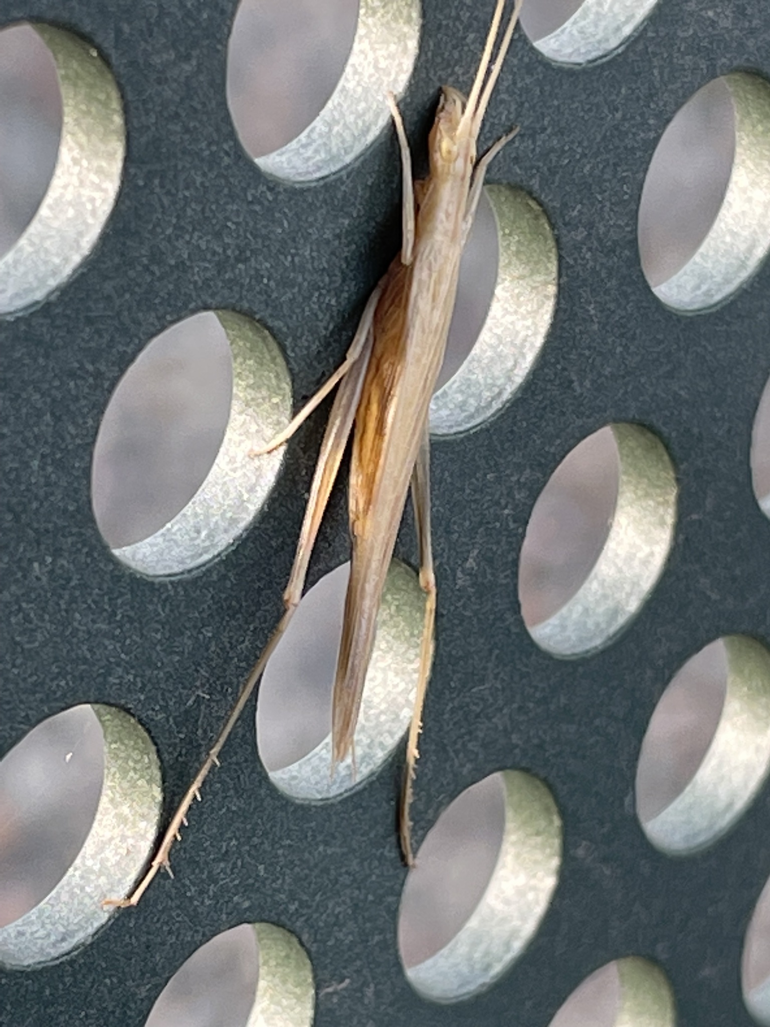 Oecanthus rufescens Serville, 1838