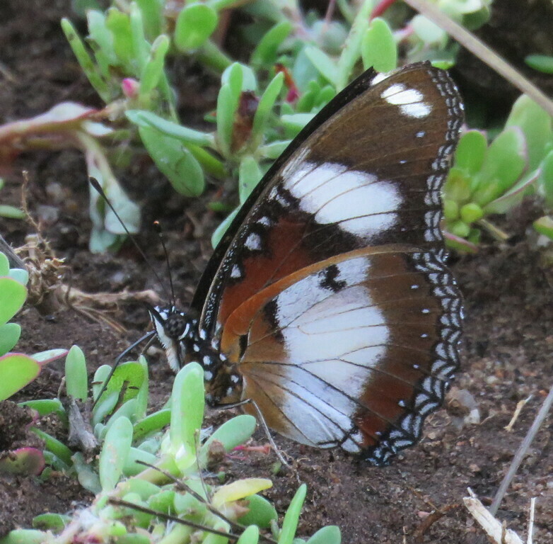 Danaid Eggfly from Otjozondjupa Region, Namibia on February 24, 2019 at ...