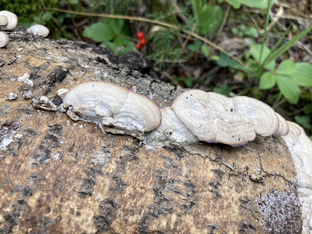 Trichaptum subchartaceum from Foothills County, AB, Canada on September ...