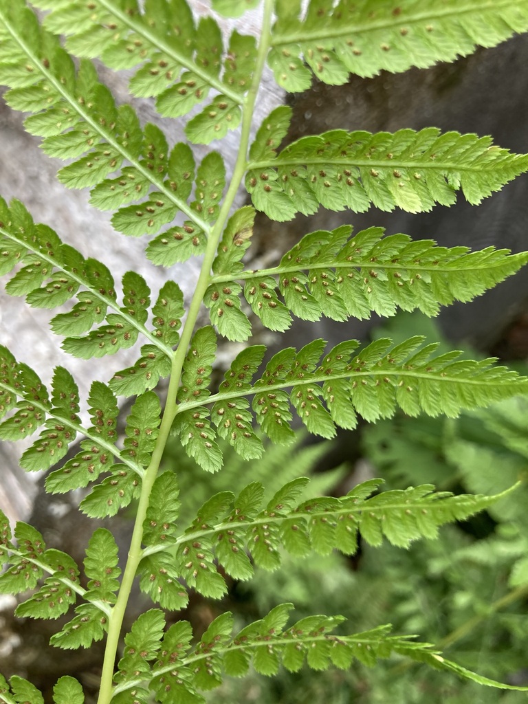 western lady fern from Foothills County, AB, Canada on September 11 ...