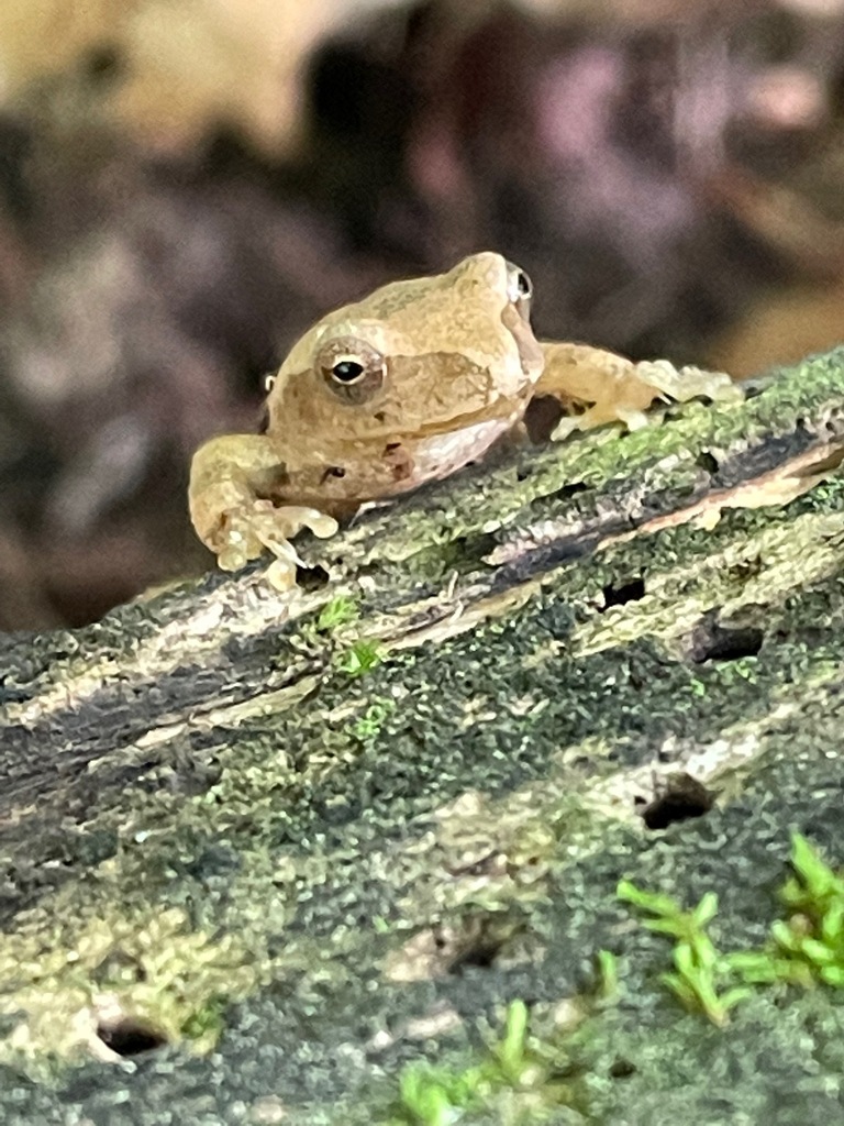 Spring Peeper from Chittenden County, VT, USA on October 1, 2022 at 02: ...