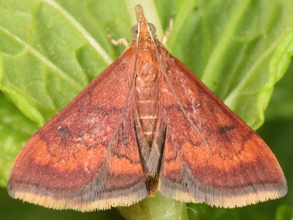 Variable Reddish Pyrausta Moth (Moths of Georgia) · iNaturalist