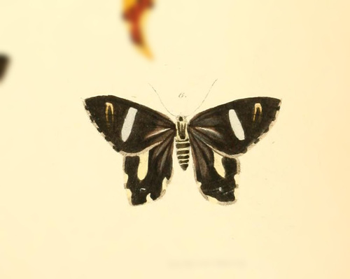Erateina neaera · iNaturalist