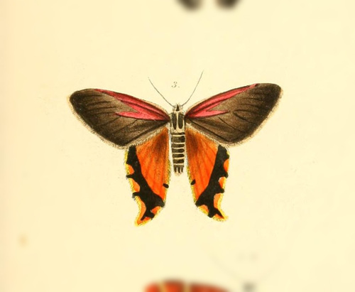 Erateina ianthe · NaturaLista Colombia