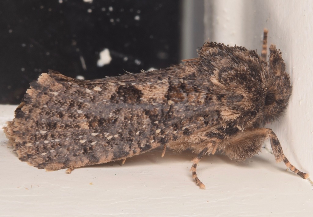 Arcane Grass Tubeworm Moth (Moths of Georgia) · iNaturalist