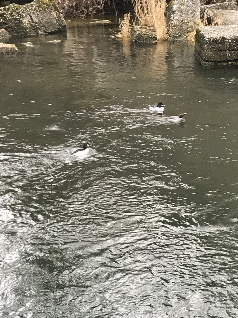 Common Goldeneye from Bellingham Bay, Bellingham, WA, US on December 8 ...