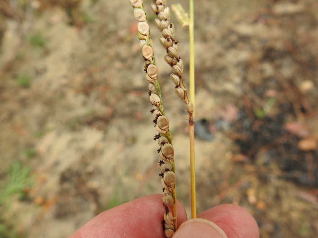 Florida paspalum from Bastrop County, TX, USA on December 08, 2022 at ...