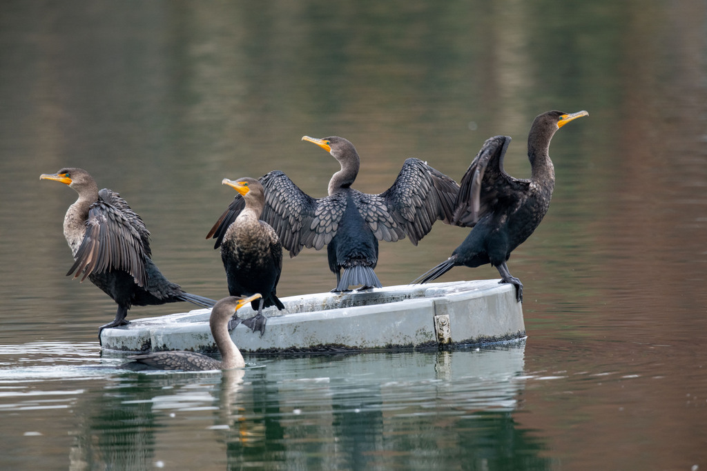 Double-crested Cormorant from Castle Hills, Hebron, TX, USA on December ...