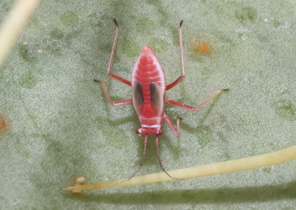 Nopal Plant Bug from Brewster County, TX, USA on October 27, 2022 at 01 ...