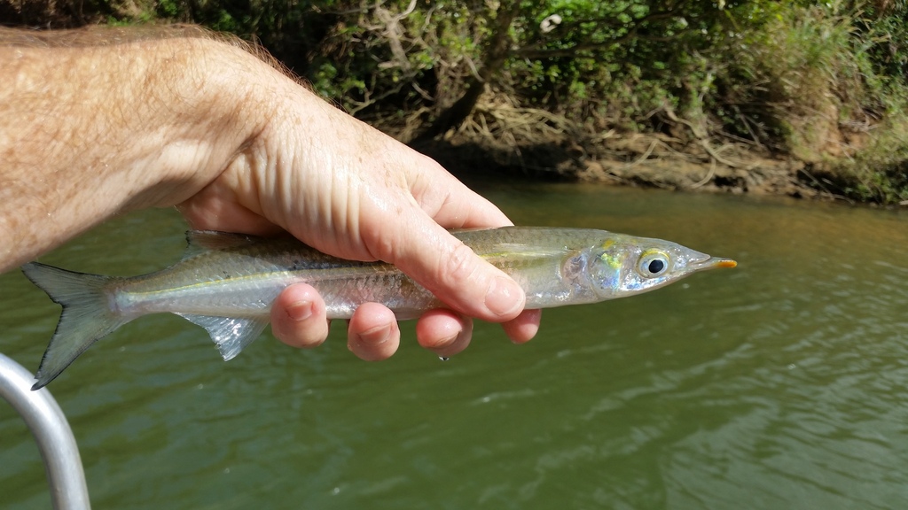 Snubnose Garfish from Lower Cowley QLD 4871, Australia on June 18, 2021 ...
