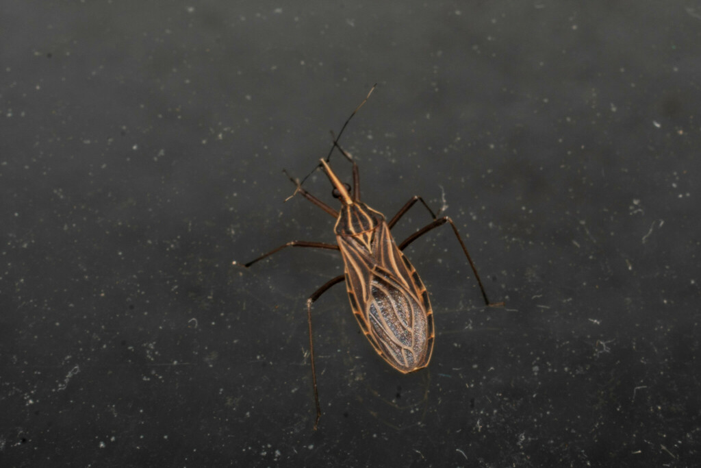 Rhodnius barretti from Orellana, Ecuador on November 22, 2022 at 09:23 ...