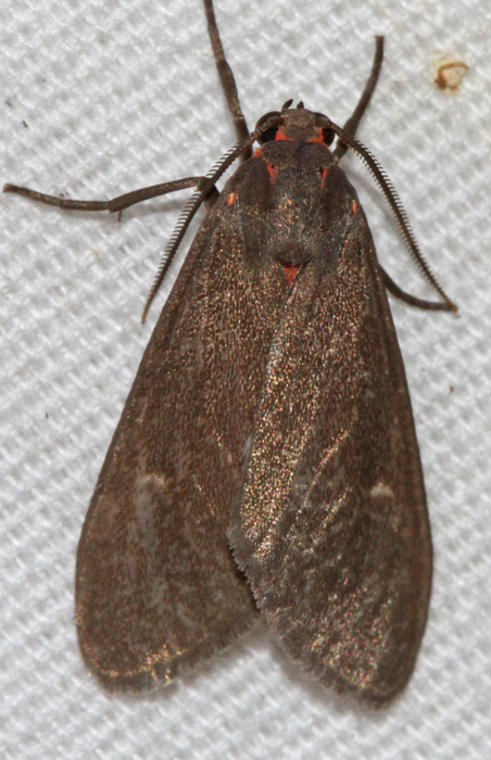Euchaetes zella from Edwards County, TX, USA on May 10, 2022 at 07:23 ...