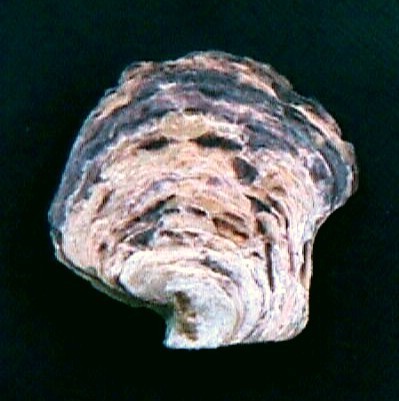 Ostra árbol (Isognomon alatus)