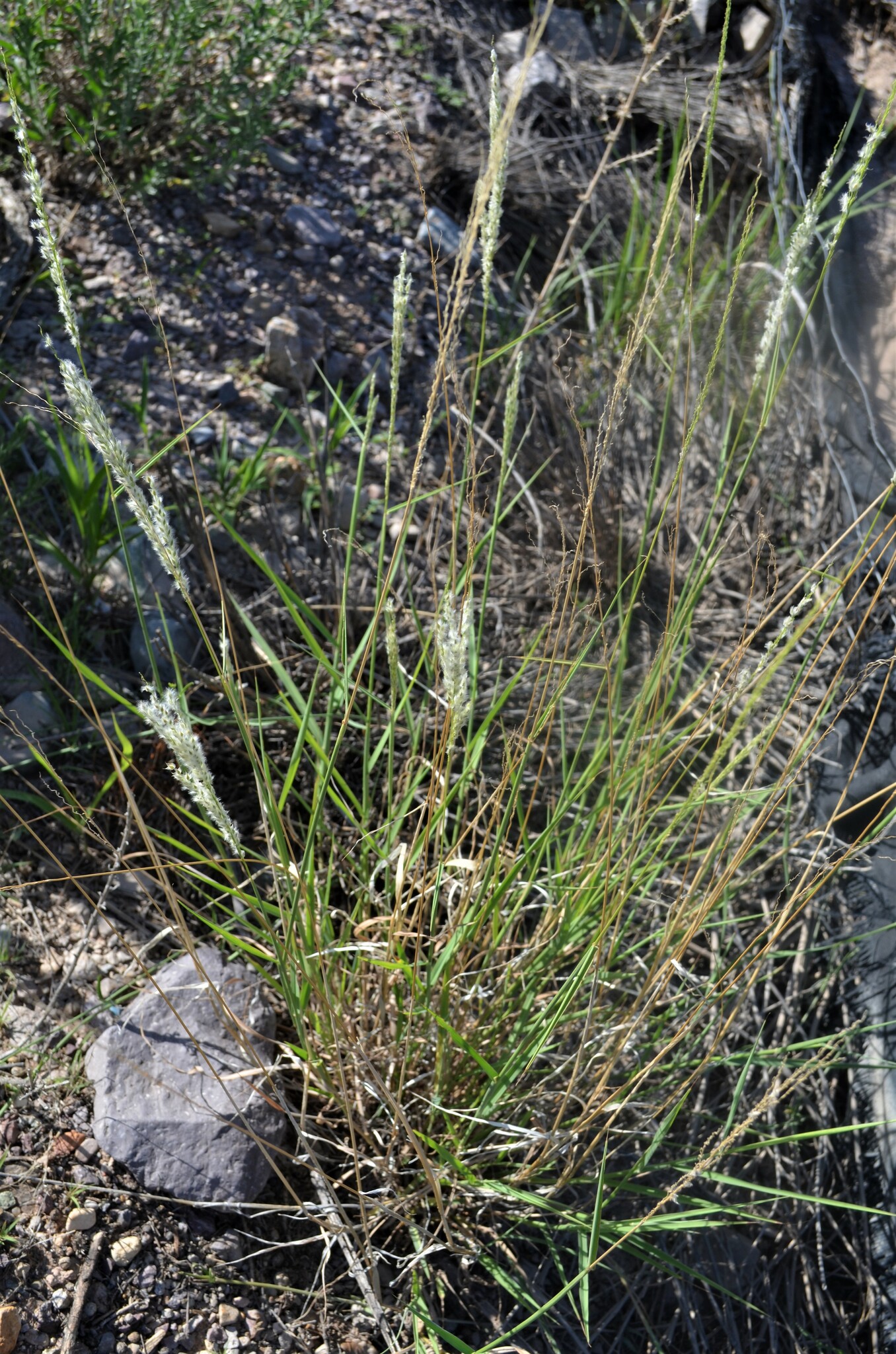 Digitaria californica (Benth.) Henrard