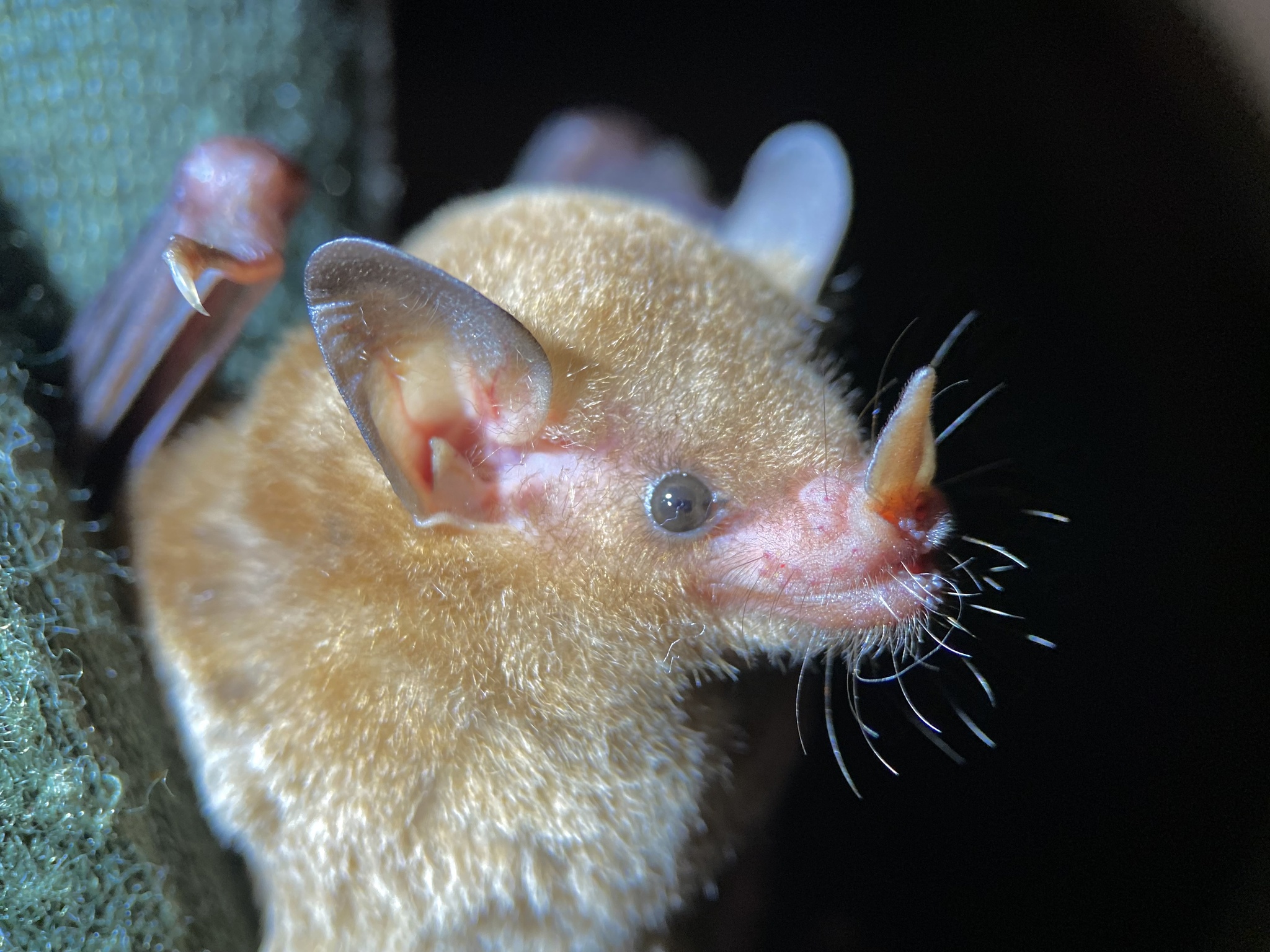 Glossophaga E.Geoffroy, 1818