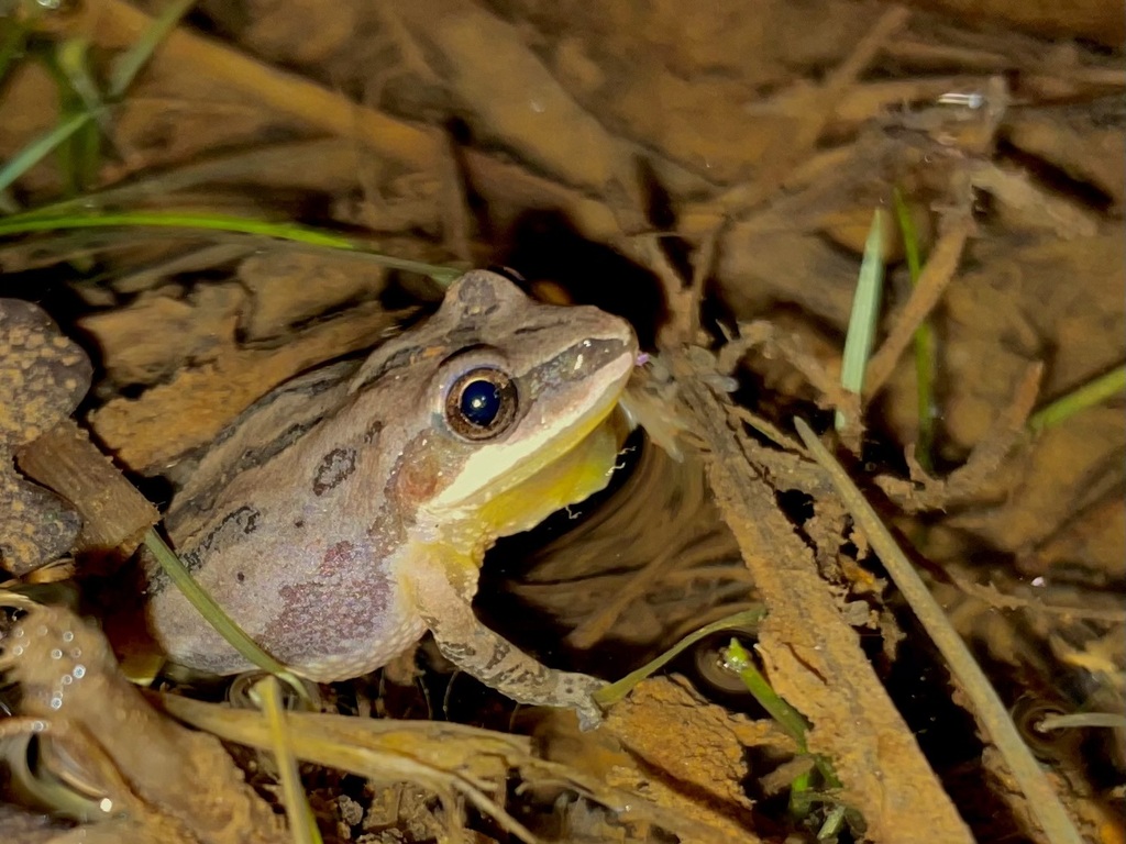 Upland Chorus Frog from Mecklenburg County, NC, USA on December 08 ...