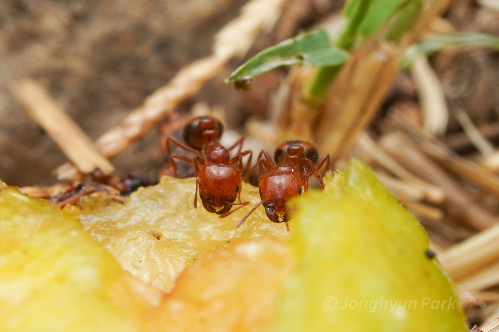 Southern Fire Ant from Slip rock, California, USA on August 05, 2022 at ...