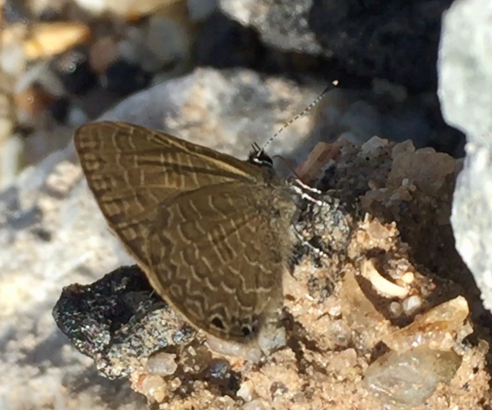 Dingy Lineblue from Tanjung Tokong, Penang Island on December 08, 2022 ...