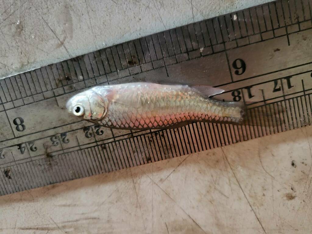 Aphyocypris kikuchii in November 2022 by inatpeshualien001 · iNaturalist