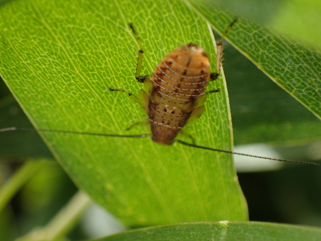 Wood Cockroaches from Melbourne VIC, Australia on December 09, 2022 at ...