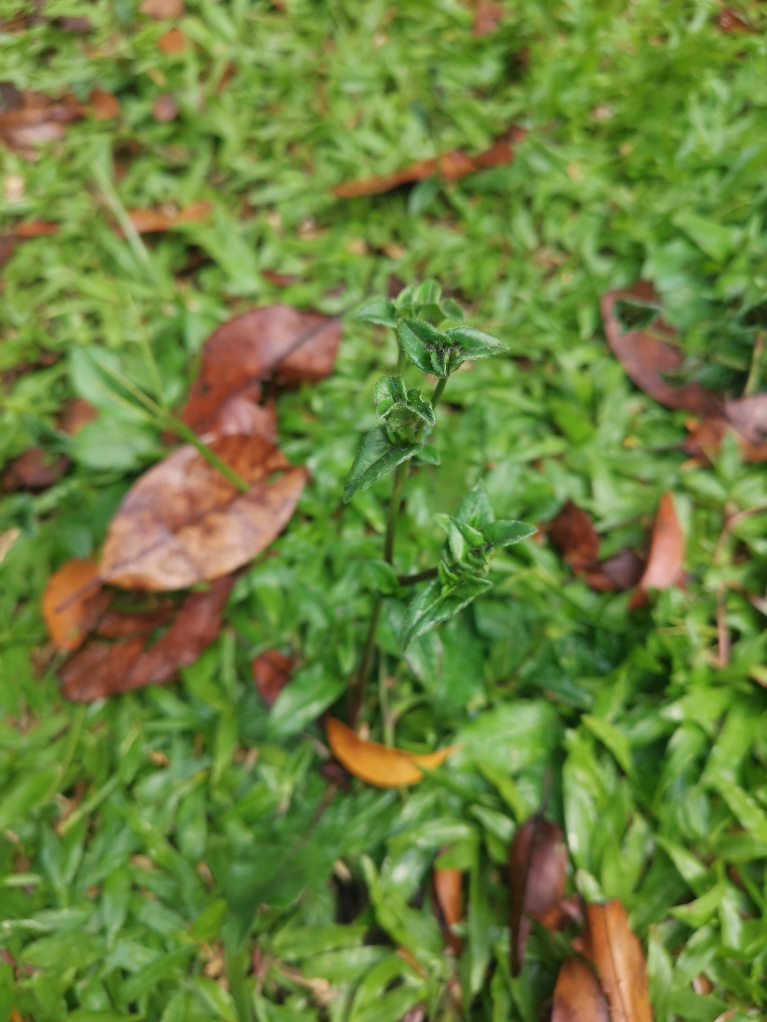 Elephantopus scaber L.