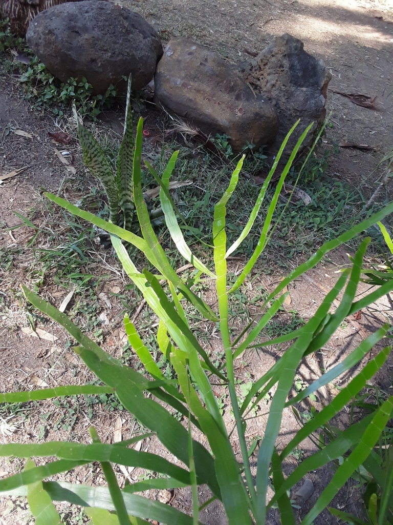 tapeworm plant from Olímpica, Guadalajara, Jal., México on December 8 ...