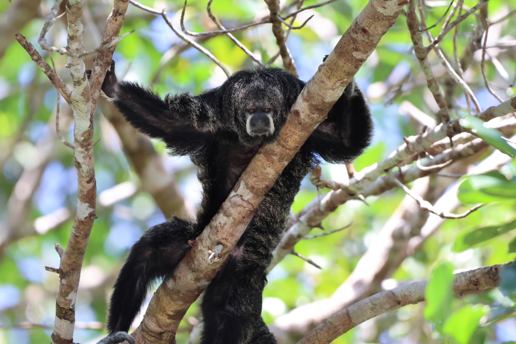 Pithecia milleri Allen, 1914