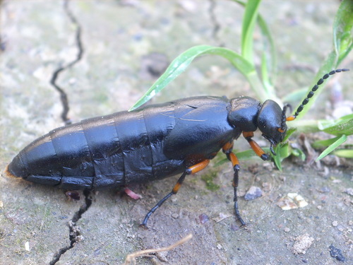 Meloe xanthomelas · iNaturalist
