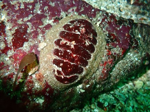 Chaetopleura hennahi · iNaturalist