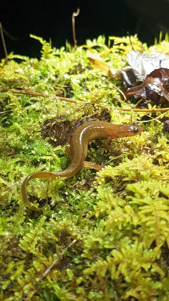 Junaluska Salamander in December 2022 by José Garrido · iNaturalist